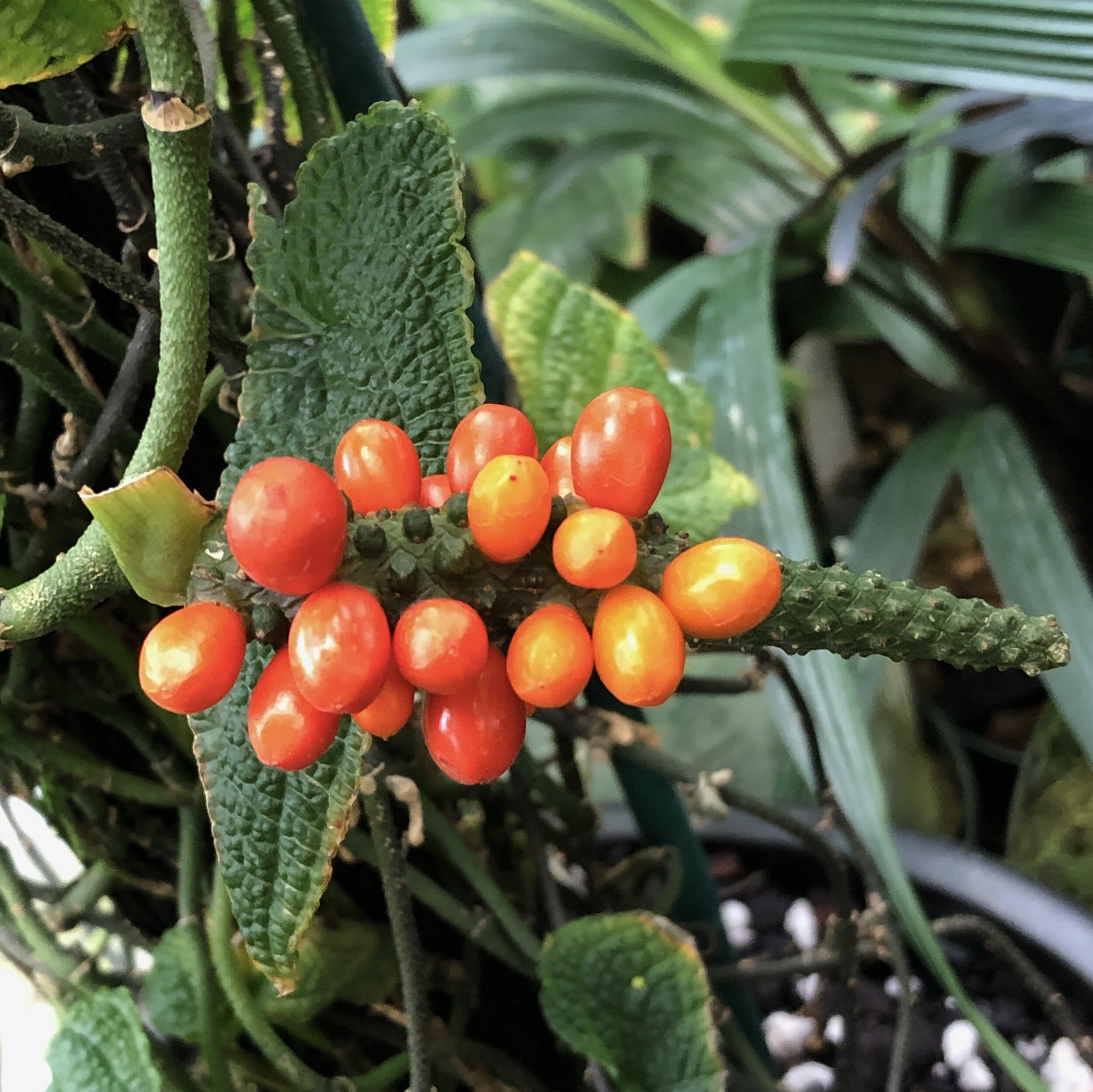 Raising a Little Stink — Exotica Esoterica