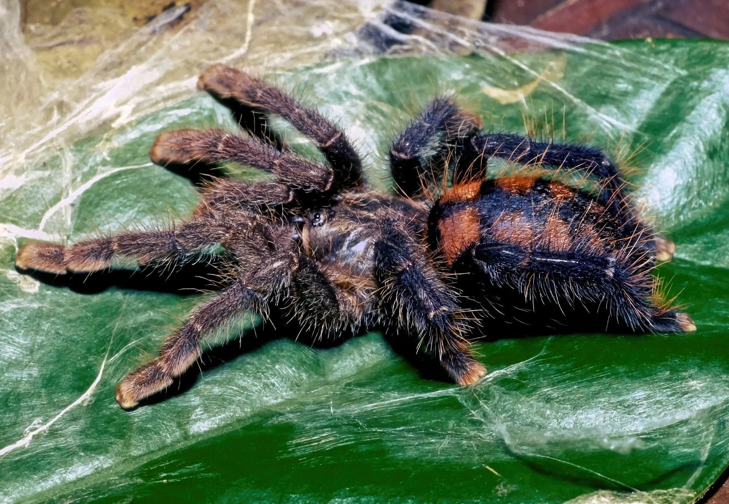 Bill Lamar searches for Tarantulas, Scorpions and Bullet Ants in the ...