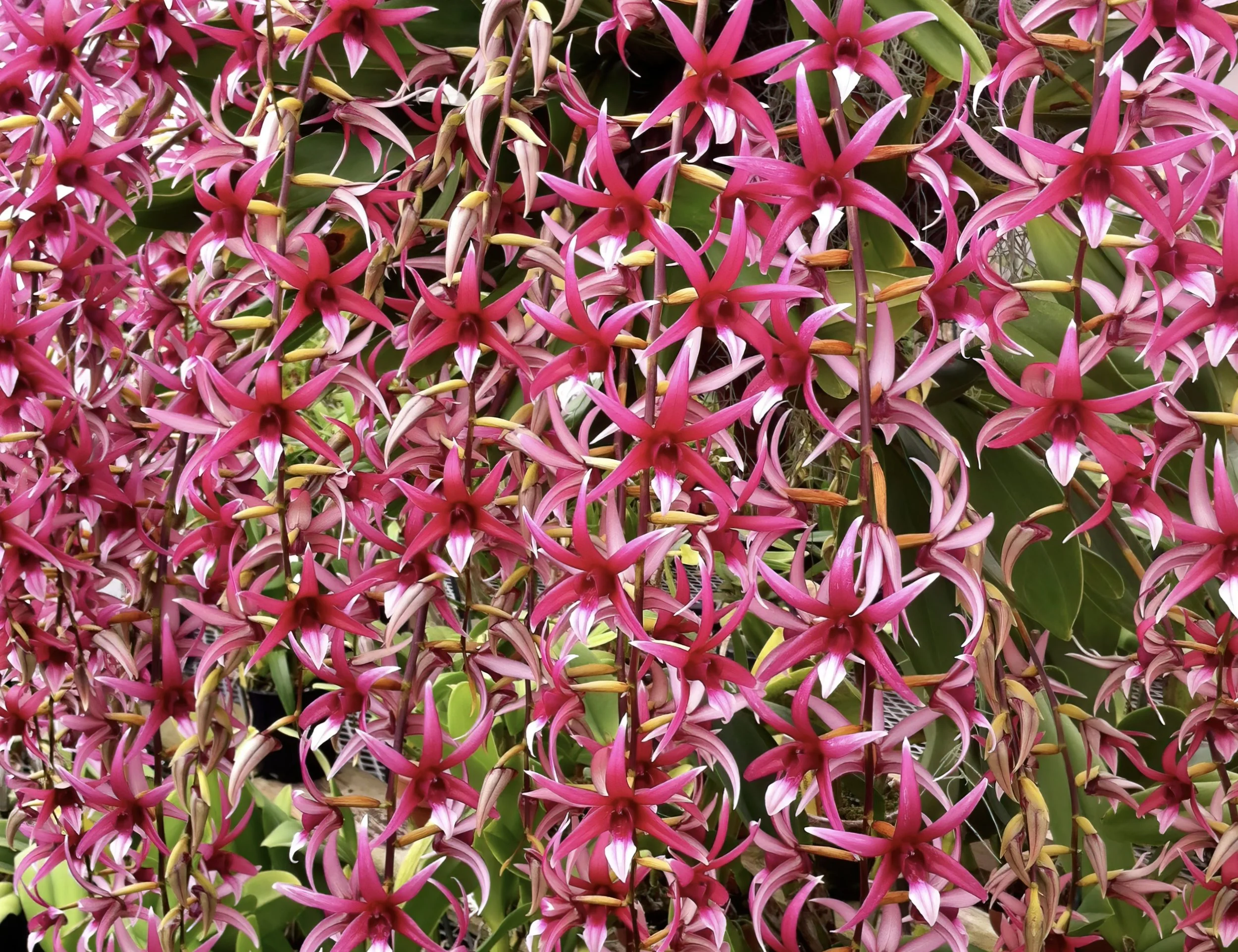 The Native Lingo — Exotica Esoterica