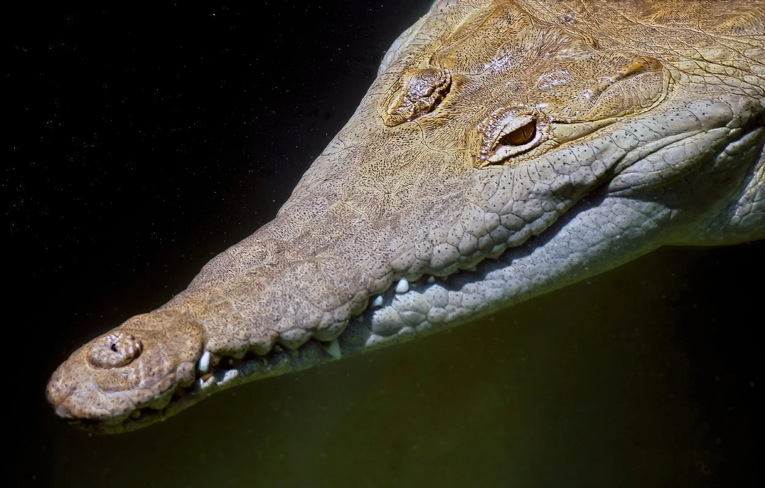 Orinoco Crocodiles in Colombia — Exotica Esoterica