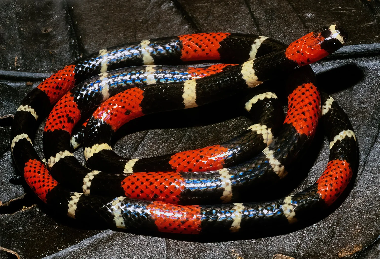 Bill Lamar's observations on venomous coral snakes (Micrurus ...