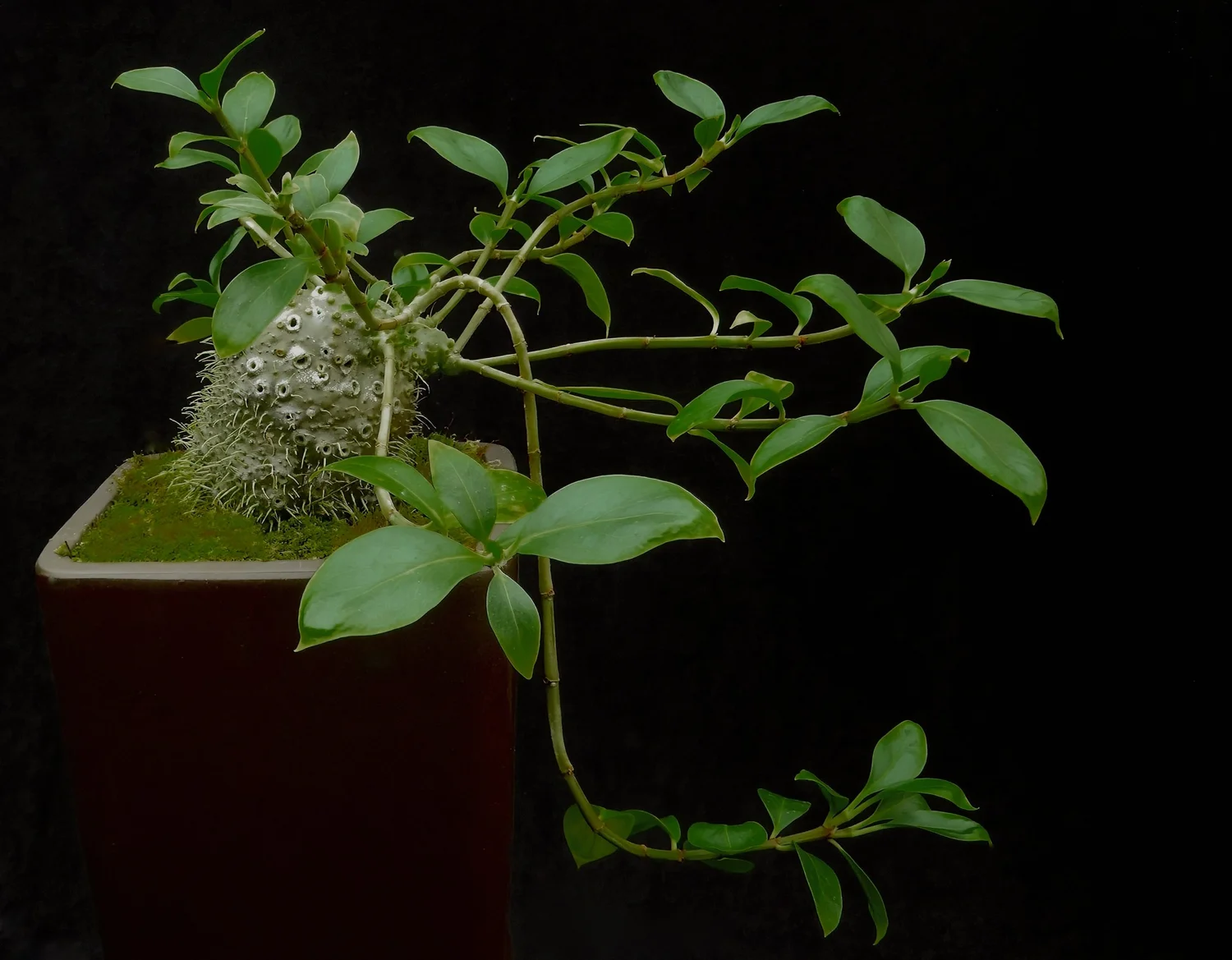 Squamellarias: The Natural History & Cultivation of Fijian Tree ...