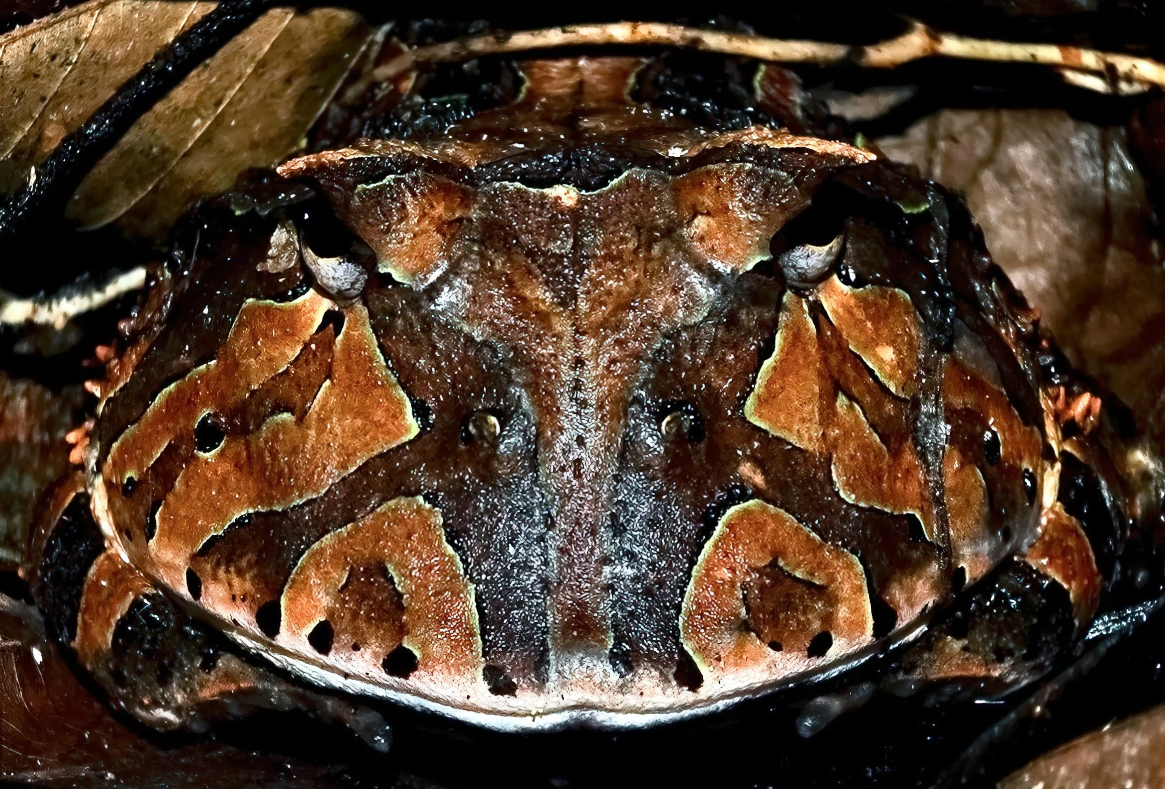 Cannibal Frogs: Horned Frogs, Darth Vaders & Dragons — Exotica Esoterica