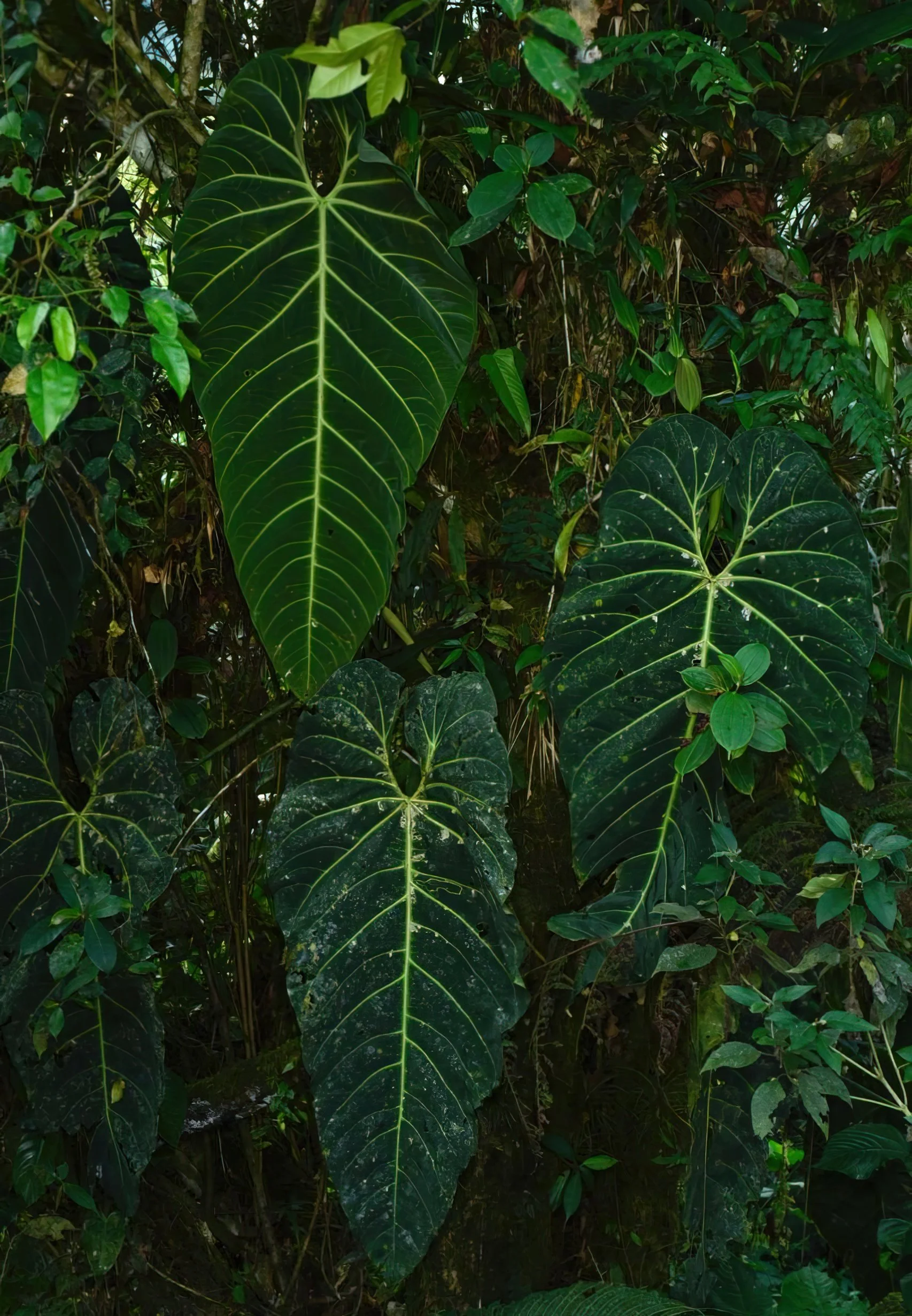 Giant Anthurium Species in Nature and Cultivation — Exotica Esoterica