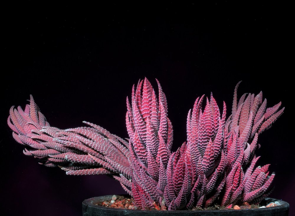 Ultraviolet Fluorescence in Plants - Light in the Fast Lane — Exotica ...