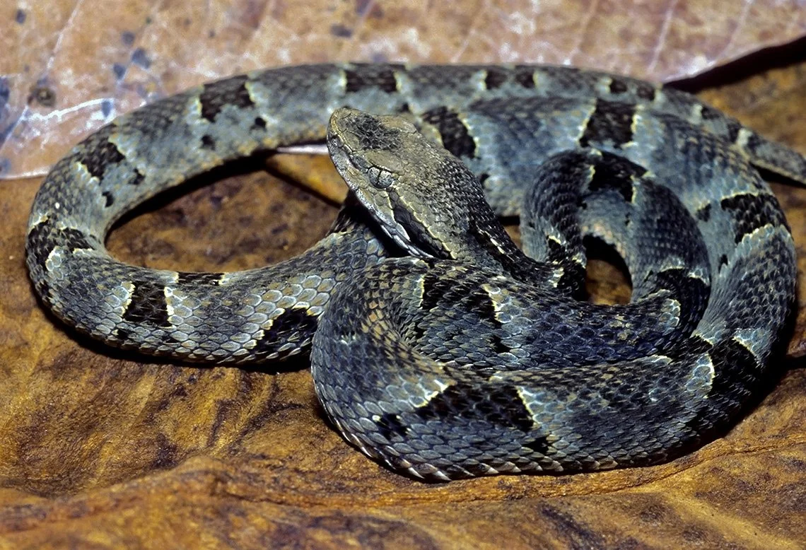 A close look at New World tropical pitvipers, including the most ...