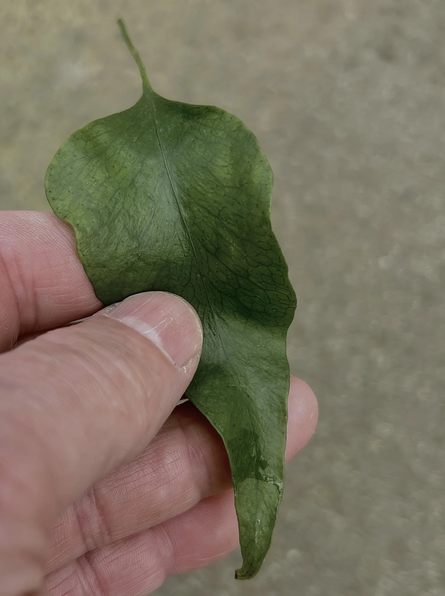 The Laua'e (Microsorum spectrum): the ecology, systematics, and ...