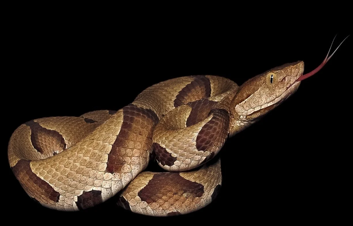 Southern and broad-banded copperheads — Exotica Esoterica