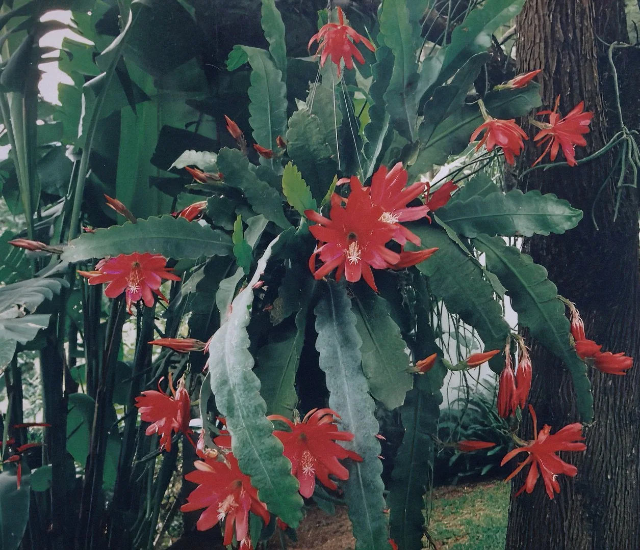 The cloud forest species of Mesoamerican Disocactus with colored ...