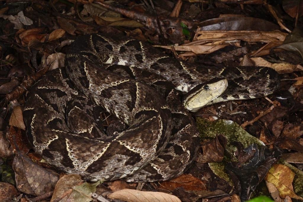 A close look at New World tropical pitvipers, including the most ...