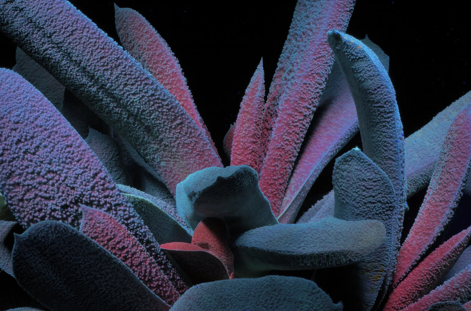 Ultraviolet Fluorescence in Plants - Light in the Fast Lane — Exotica ...