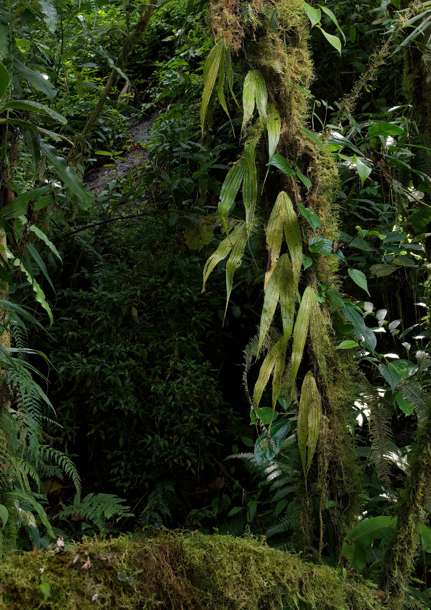 Learn about cyclanths (Cyclanthaceae) in nature and cultivation, their ...