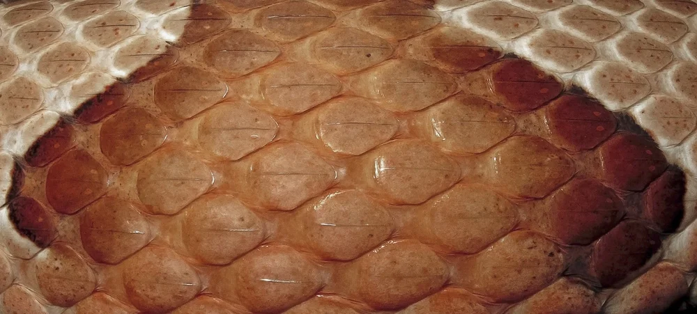 Southern and broad-banded copperheads — Exotica Esoterica