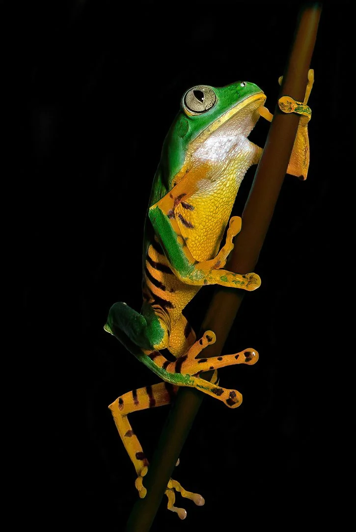 Amazonian Monkey Frogs and kambo — Exotica Esoterica
