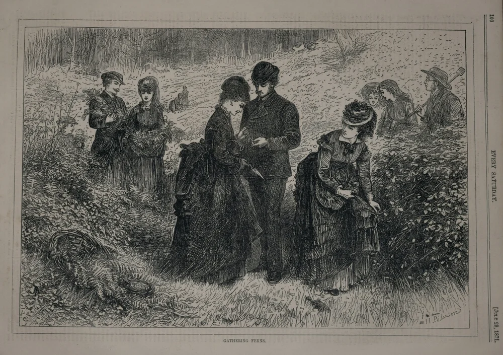 Growing filmy ferns (Hymenophyllaceae: Trichomanes and Hymenophyllum ...