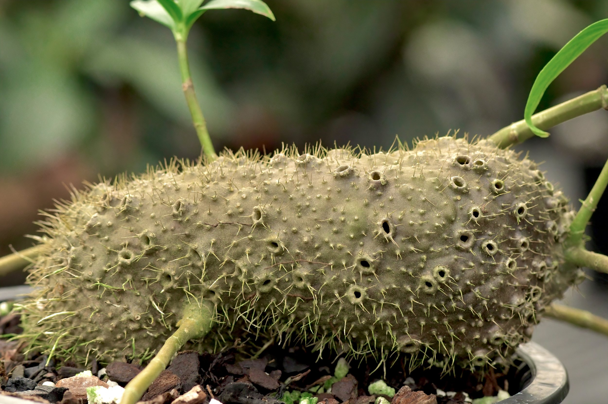 Rare Caudexed Ant Plants Hydnophytinae In Cultivation Exotica Esoterica