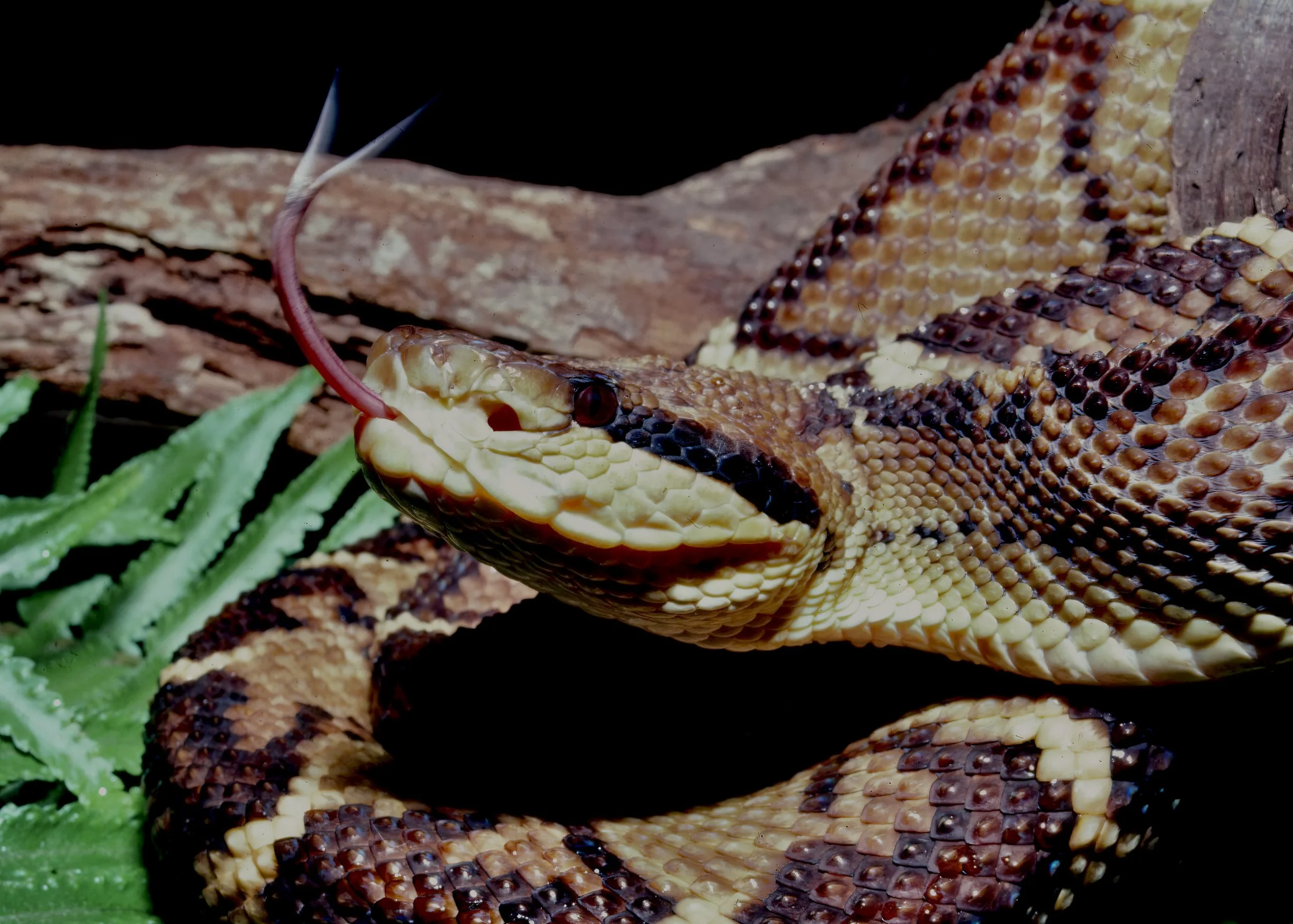 Bushmaster Snake Wallpaper