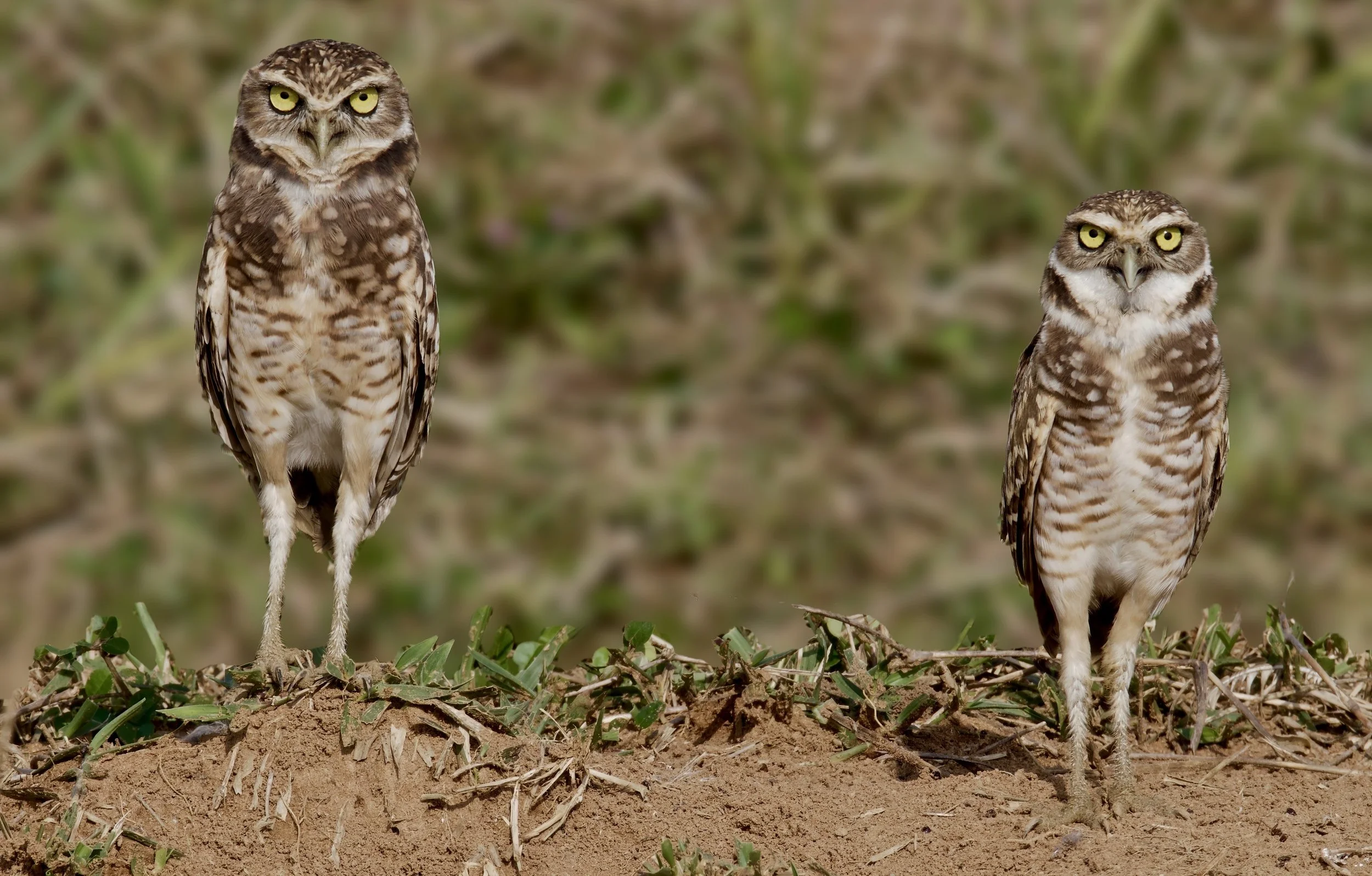 The Llanos — Exotica Esoterica