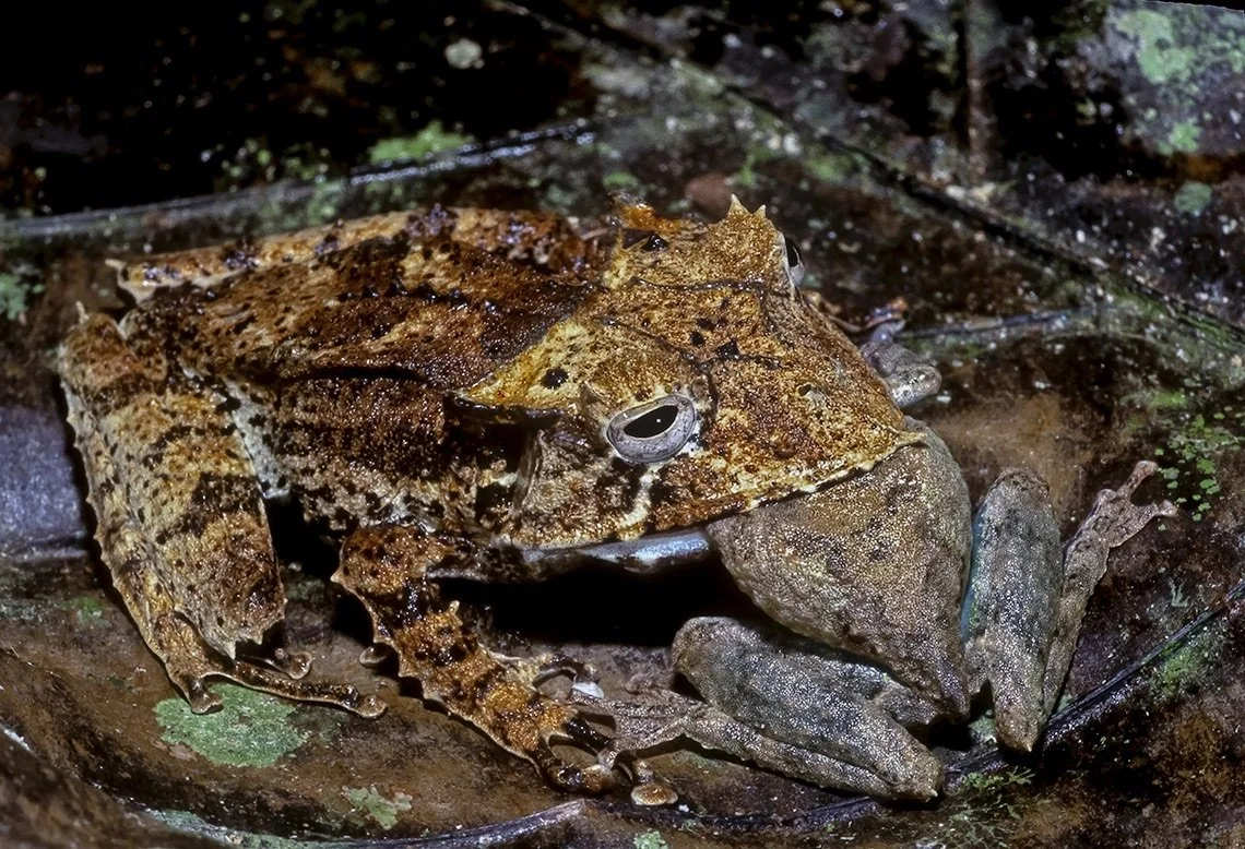 Toad Tongue Human Condition