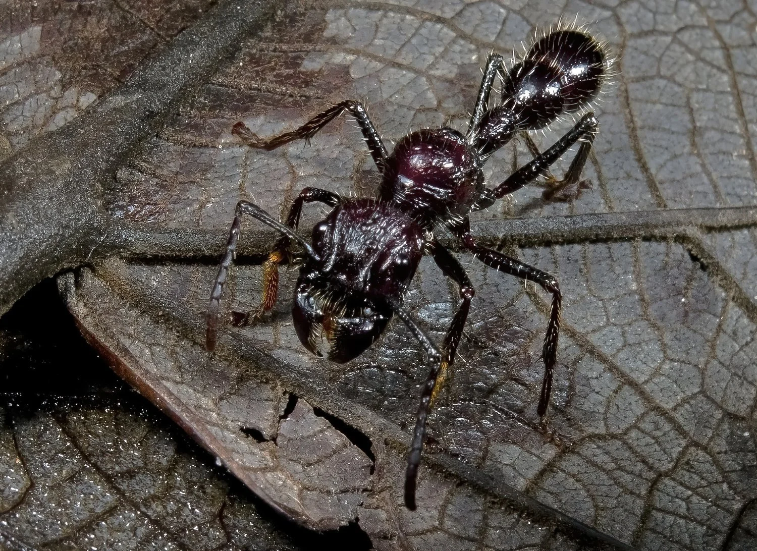 Bullet Ant Rite Of Passage