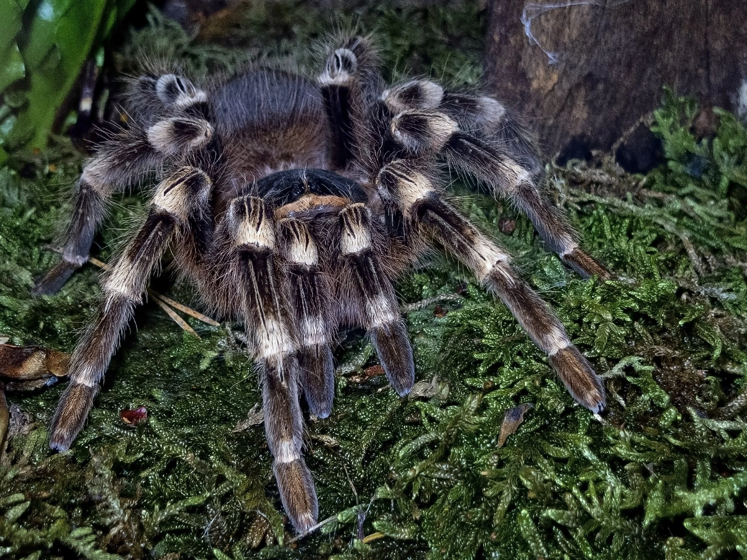 Bill Lamar searches for Tarantulas, Scorpions and Bullet Ants in the ...