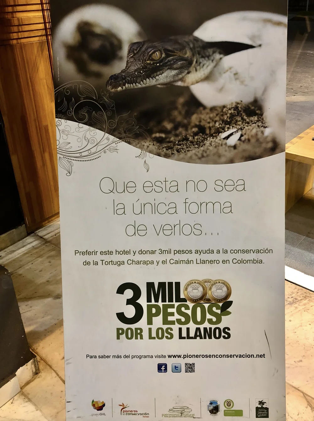 Orinoco Crocodiles in Colombia — Exotica Esoterica