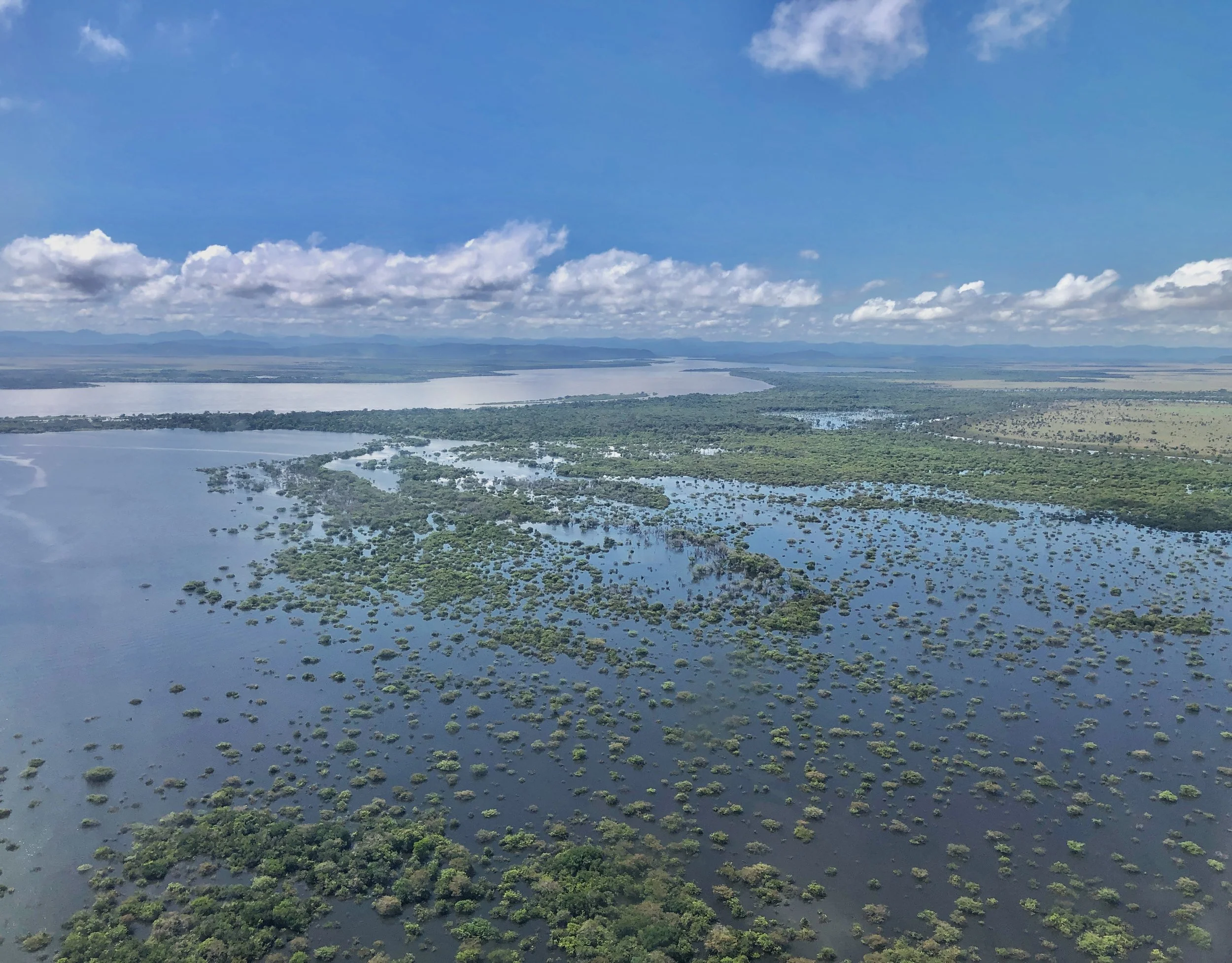 Orinoco Crocodiles in Colombia — Exotica Esoterica