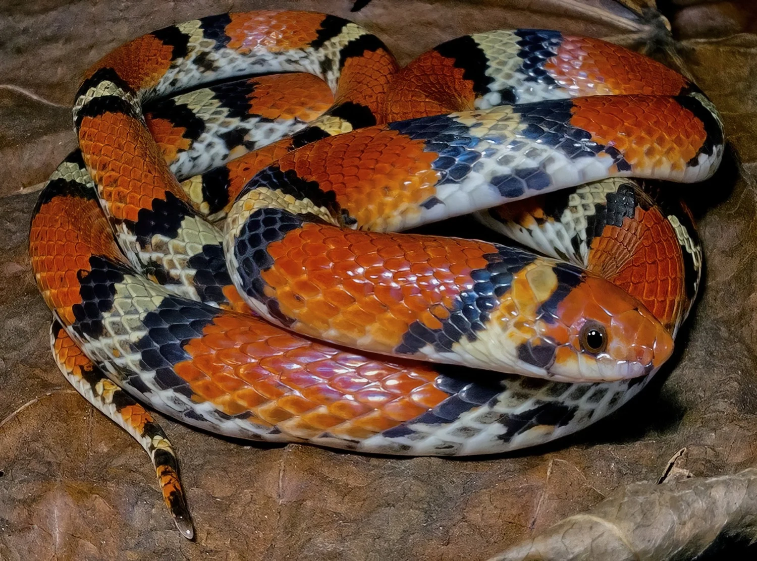 Bill Lamar's observations on venomous coral snakes (Micrurus ...