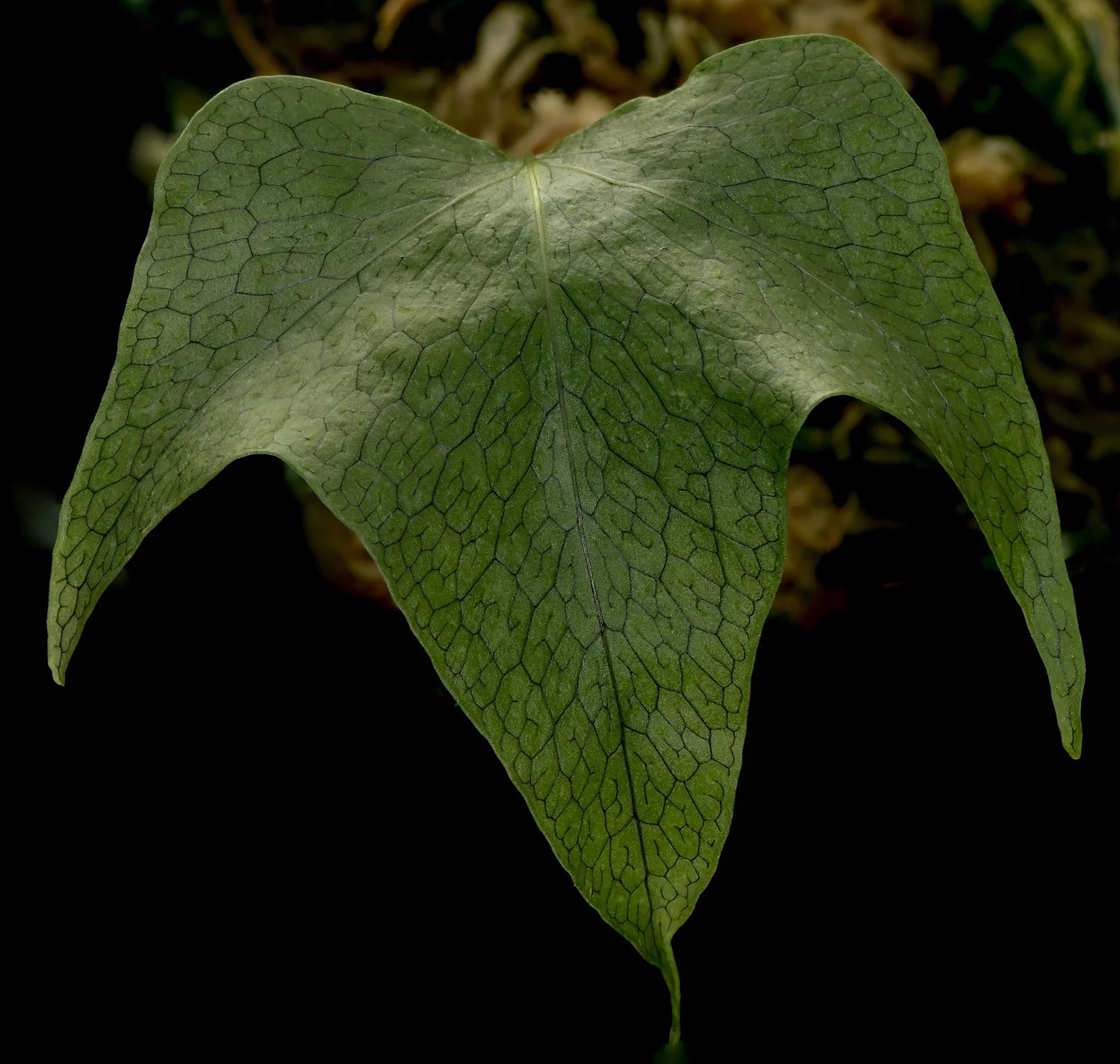 The Laua'e (Microsorum spectrum): the ecology, systematics, and ...