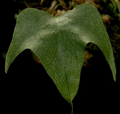 The Laua'e (Microsorum spectrum): the ecology, systematics, and ...
