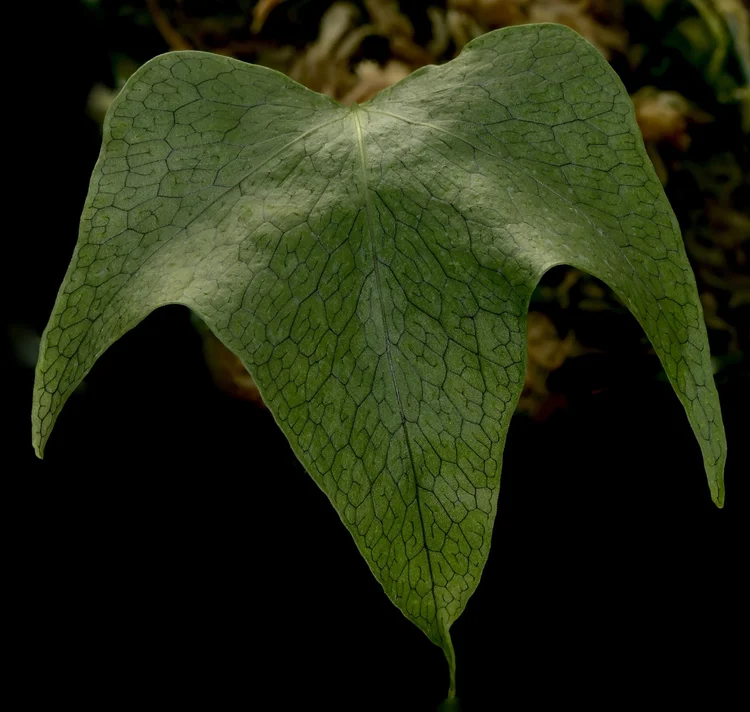 The Laua'e (Microsorum spectrum): the ecology, systematics, and ...