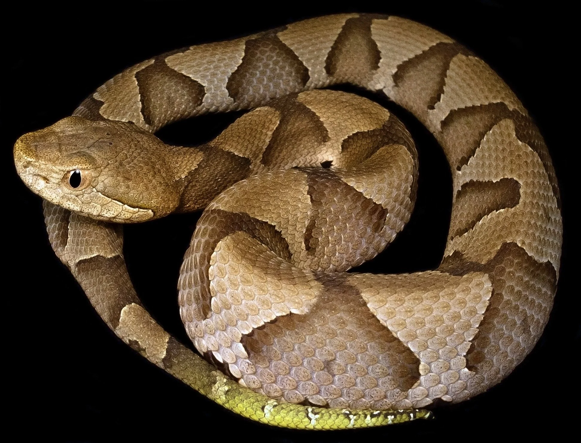 Southern and broad-banded copperheads — Exotica Esoterica