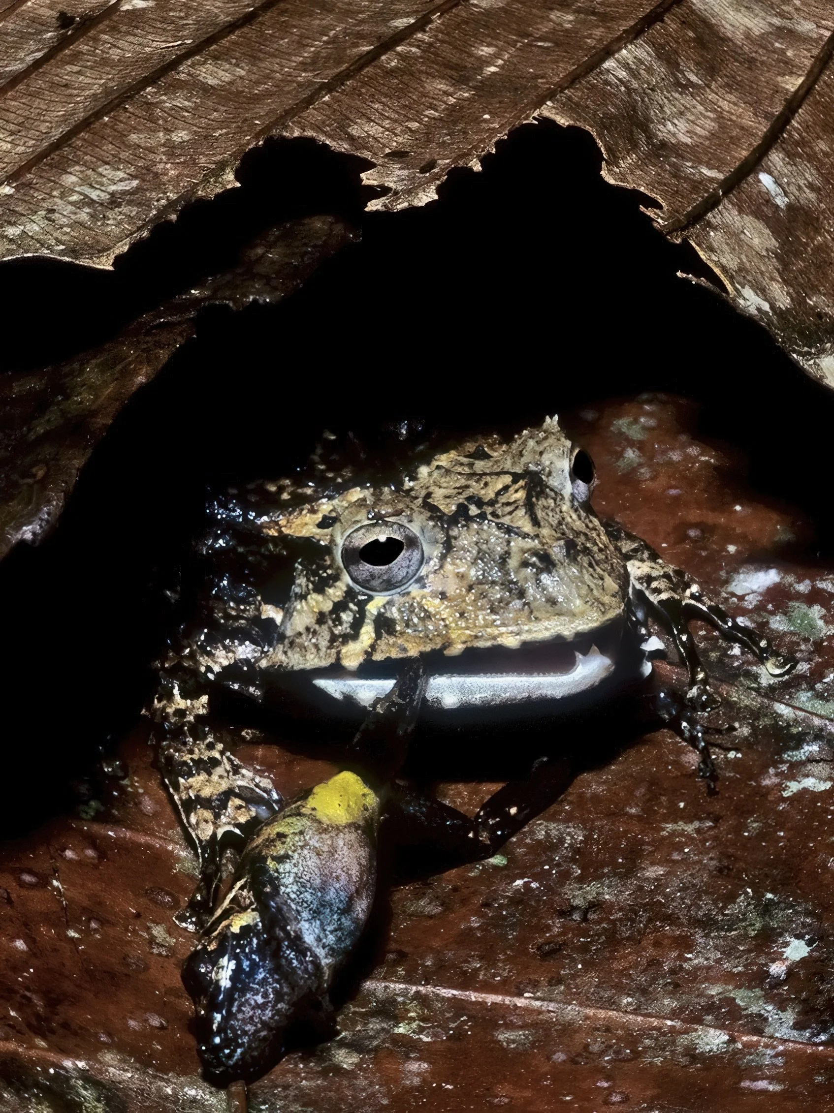 Cannibal Frogs: Horned Frogs, Darth Vaders & Dragons — Exotica Esoterica