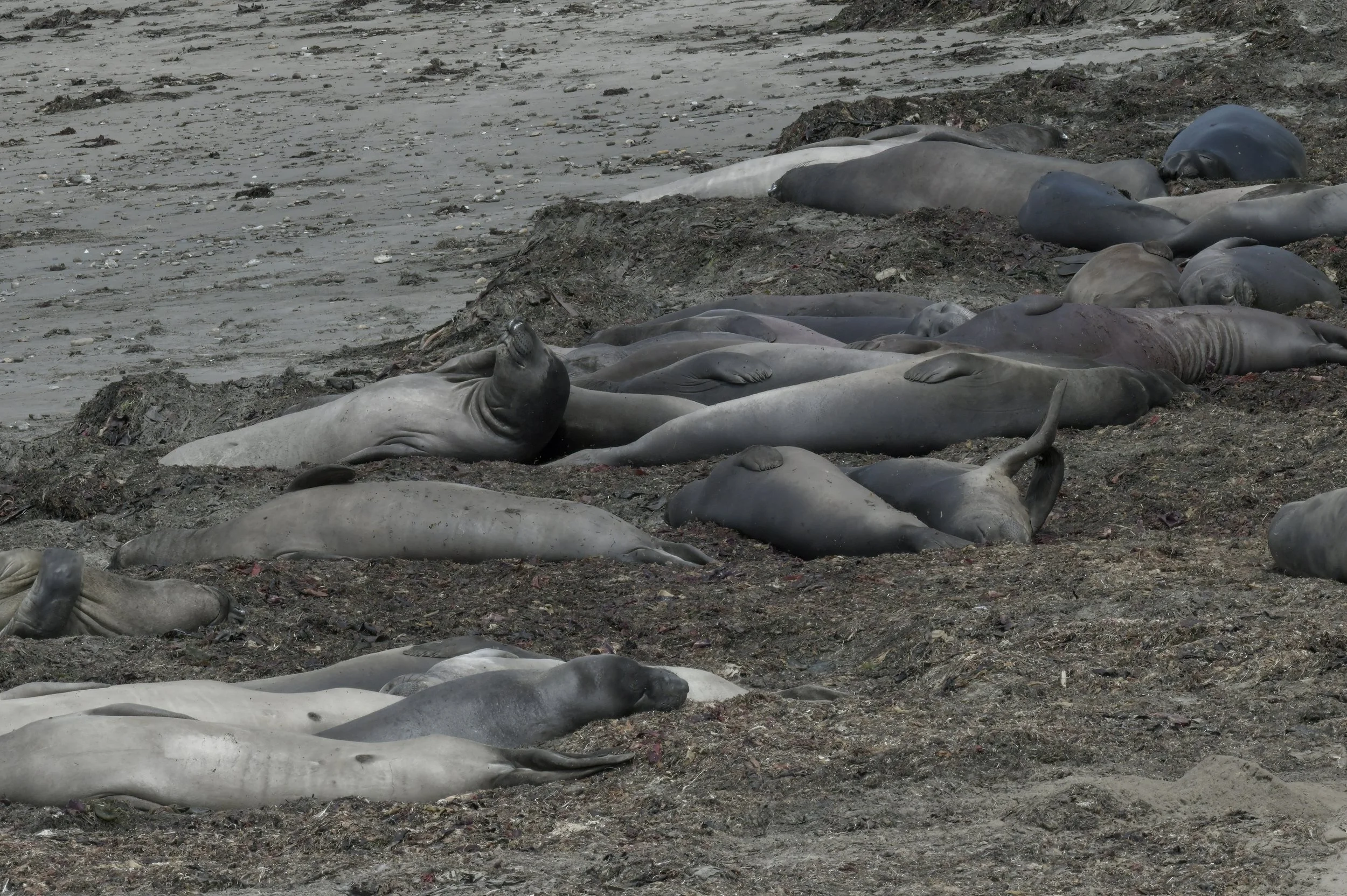 Northern elephant seals, Mirounga angustirostris, at Año Nuevo State ...