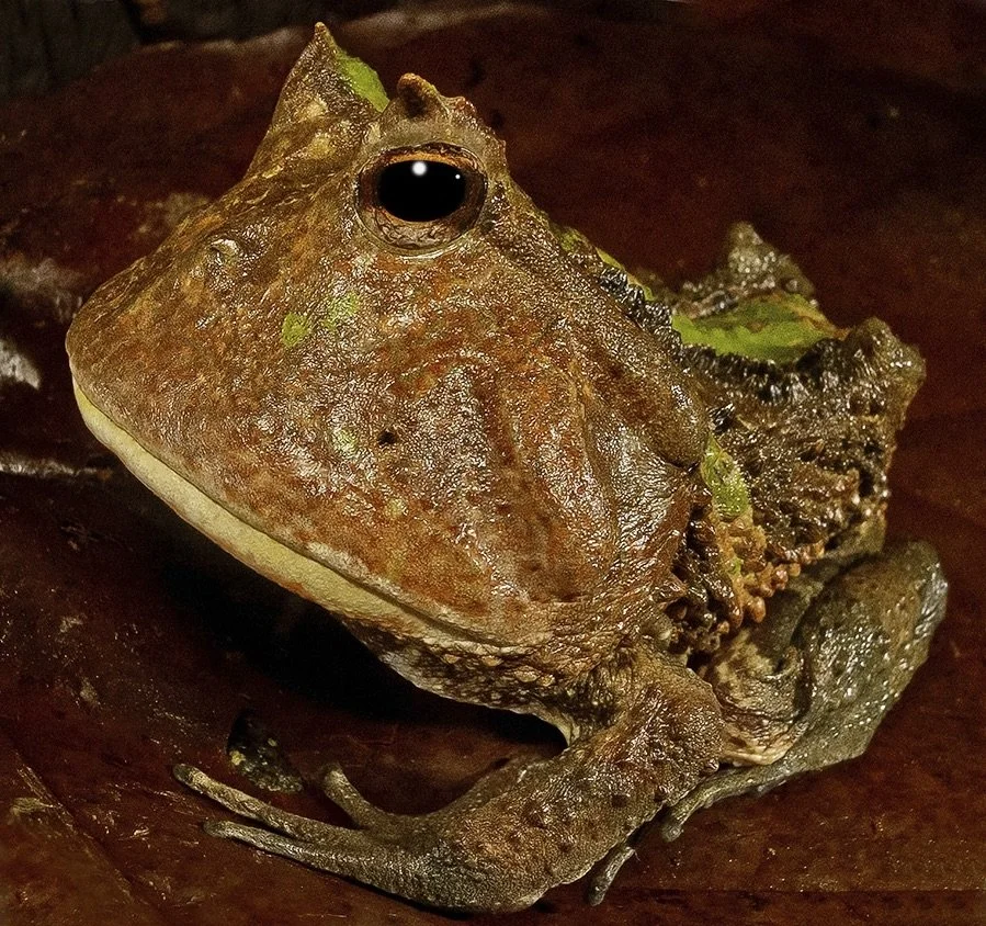 Cannibal Frogs: Horned Frogs, Darth Vaders & Dragons — Exotica Esoterica