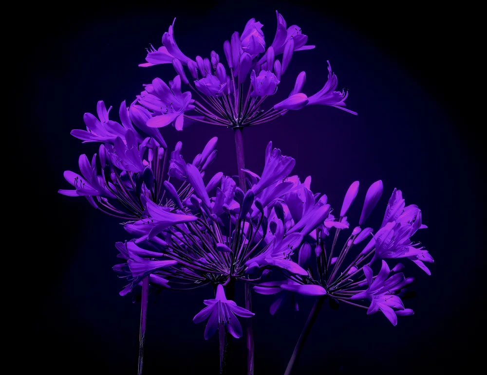 Ultraviolet Fluorescence in Plants - Light in the Fast Lane — Exotica ...
