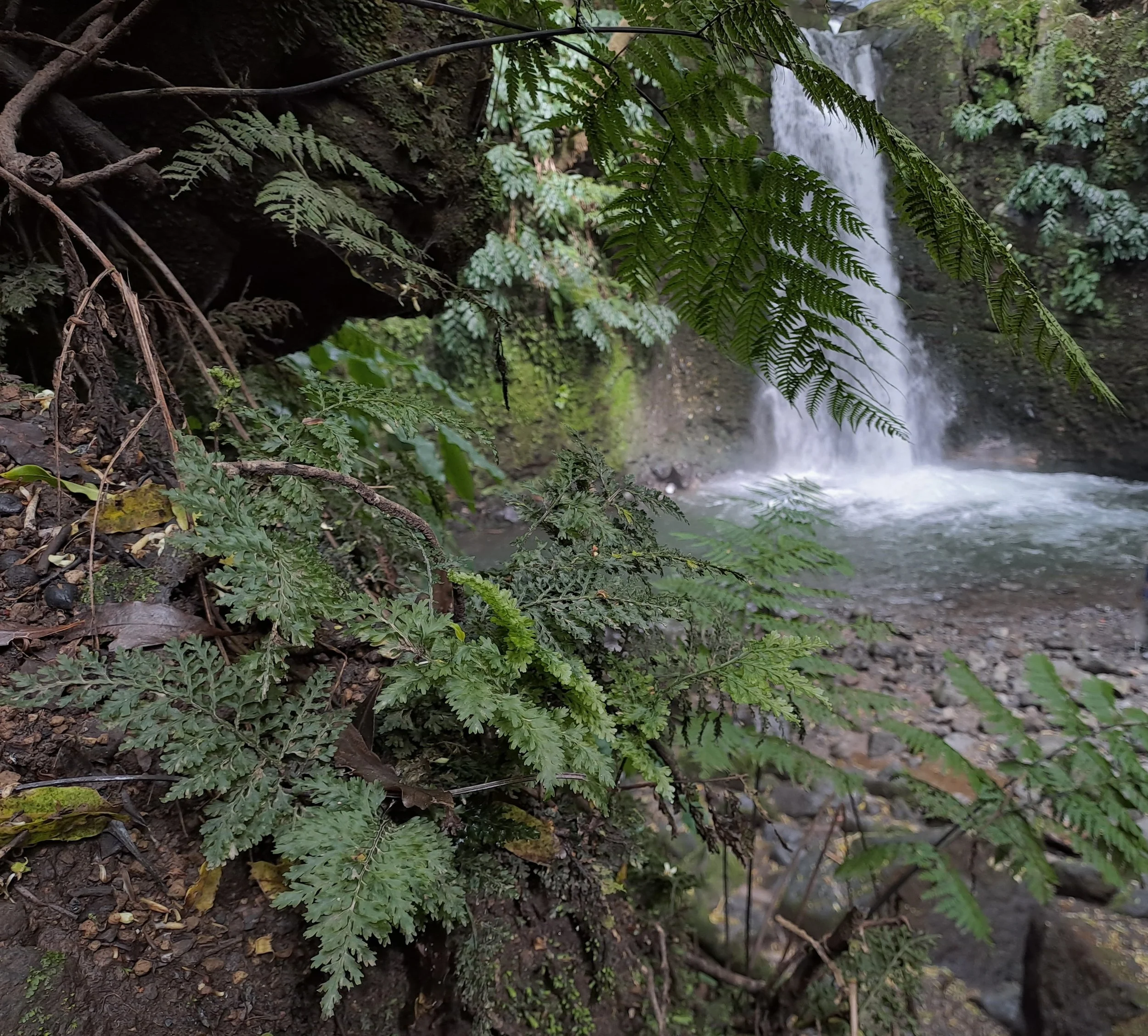 Growing filmy ferns (Hymenophyllaceae: Trichomanes and Hymenophyllum ...