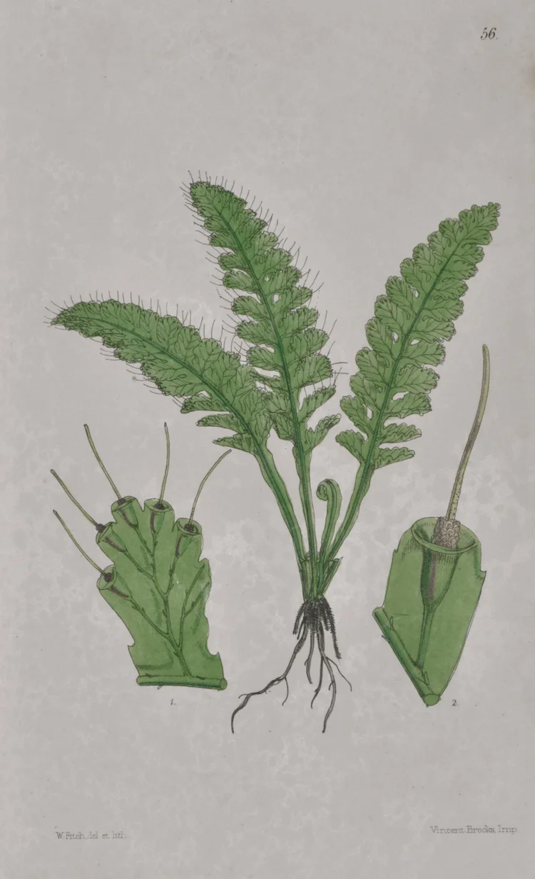 Growing filmy ferns (Hymenophyllaceae: Trichomanes and Hymenophyllum ...