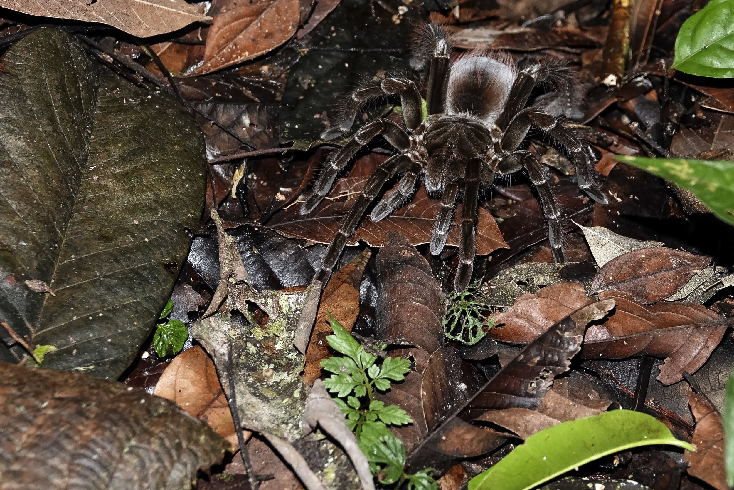 Jay Vannini and friends' close encounters with many remarkable spider ...