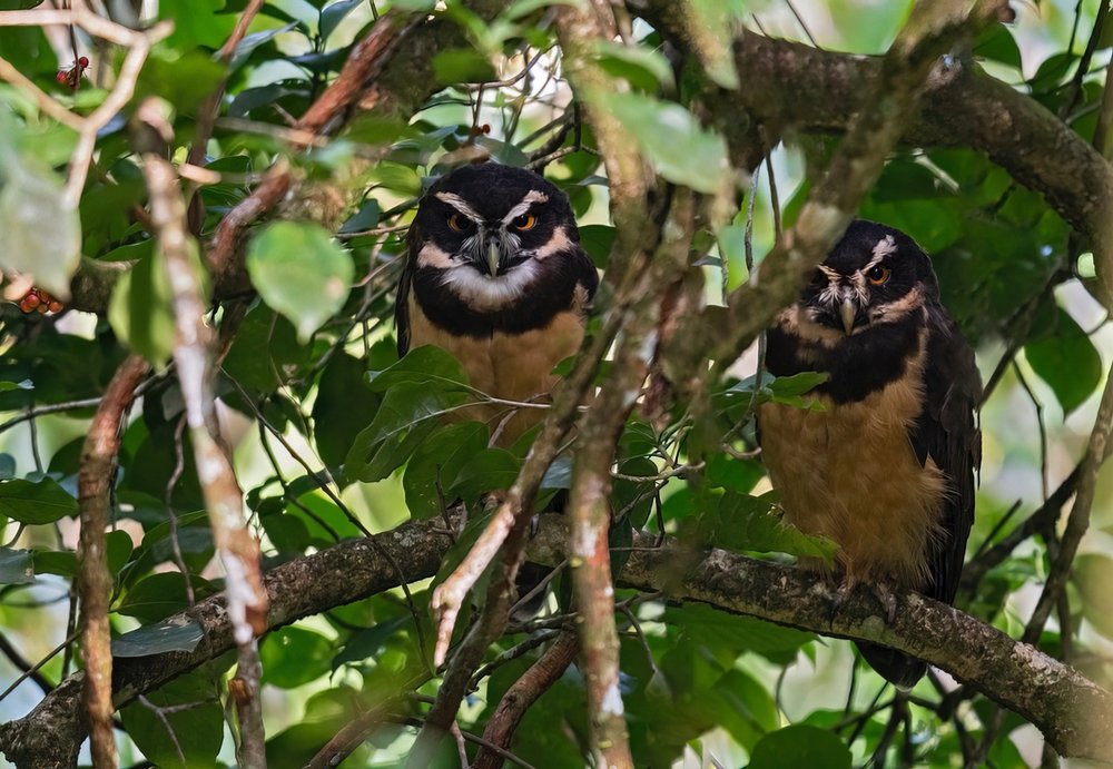 Notes on Spectacled Owls (Pulsatrix perspicillata) — Exotica Esoterica