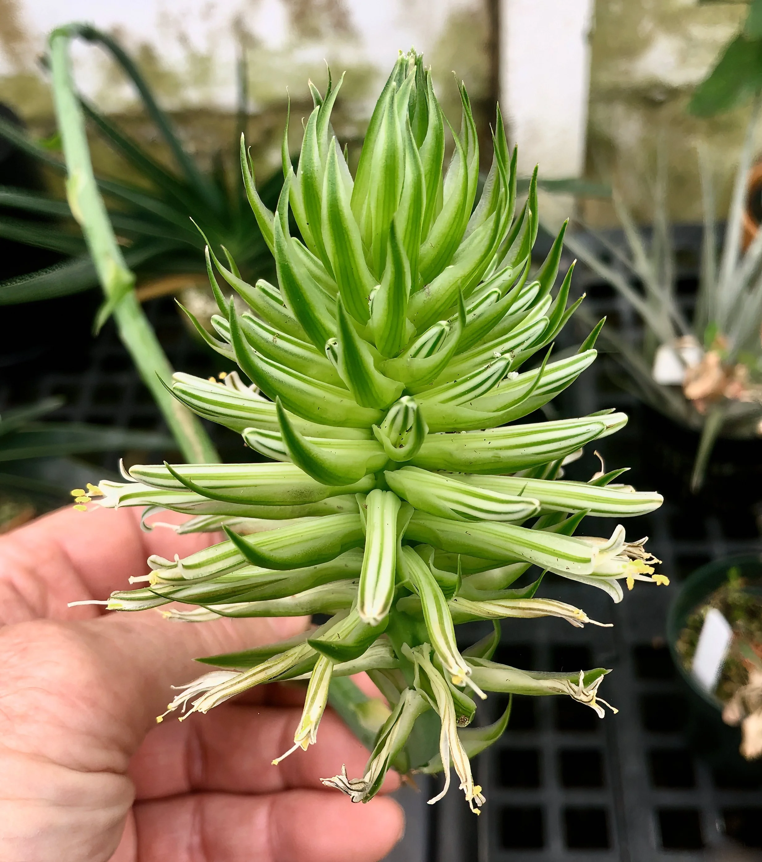 A close look and Fantasy and tabletop aloes, including species and ...