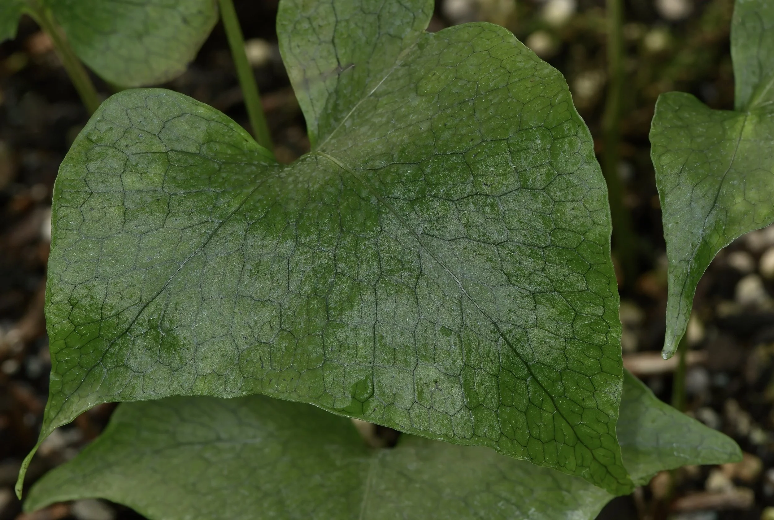 The Laua'e (Microsorum spectrum): the ecology, systematics, and ...