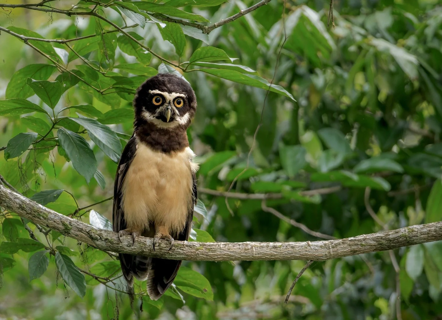 Notes on Spectacled Owls (Pulsatrix perspicillata) — Exotica Esoterica
