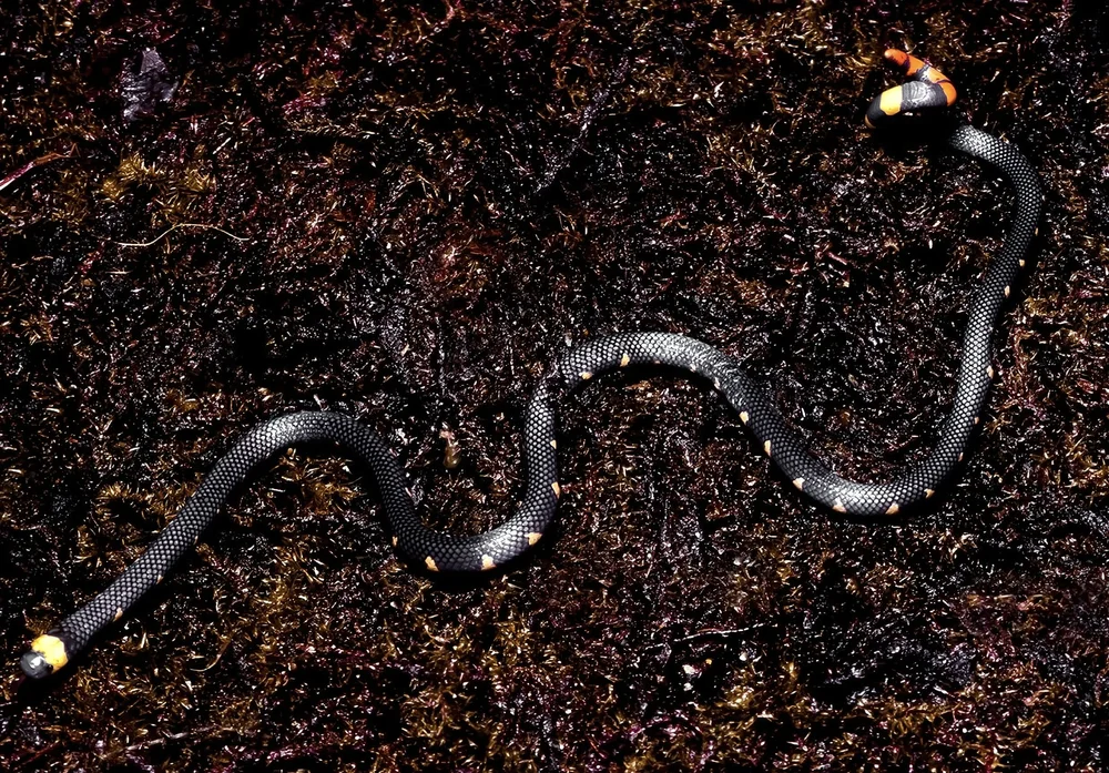 Bill Lamar's observations on venomous coral snakes (Micrurus ...