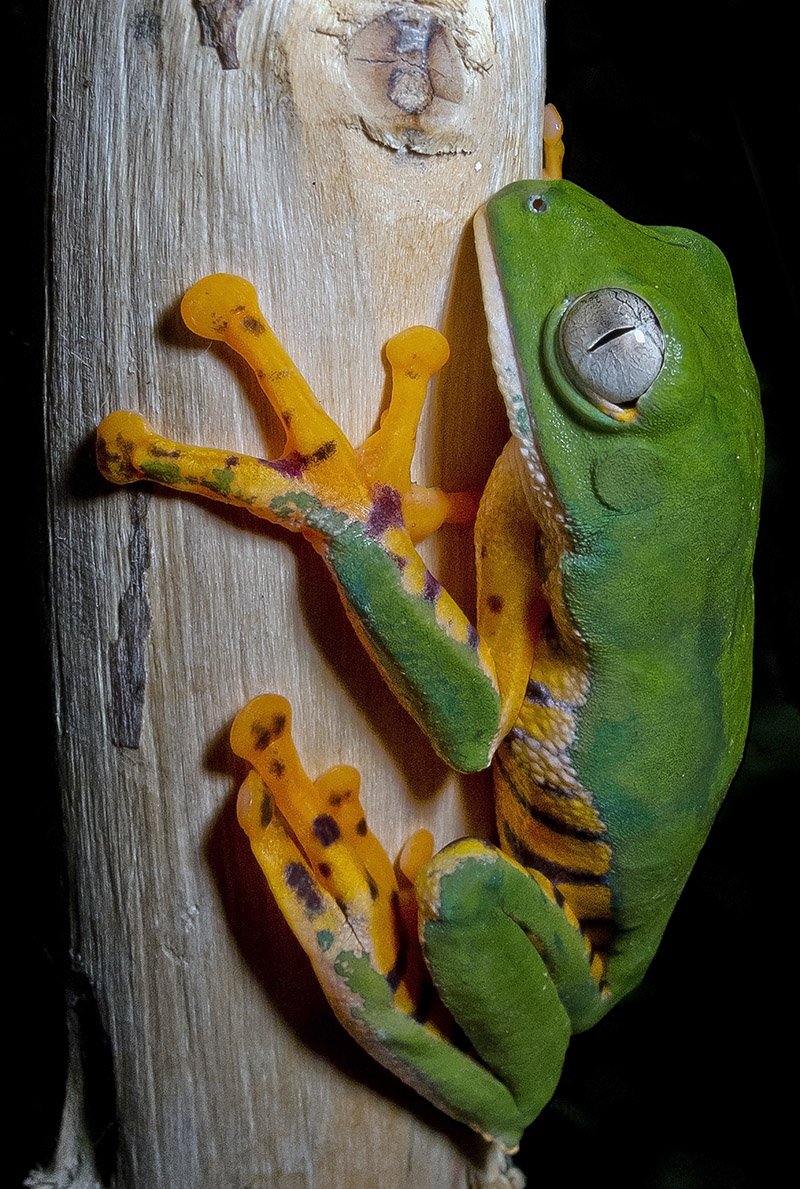 Amazonian Monkey Frogs and kambo — Exotica Esoterica