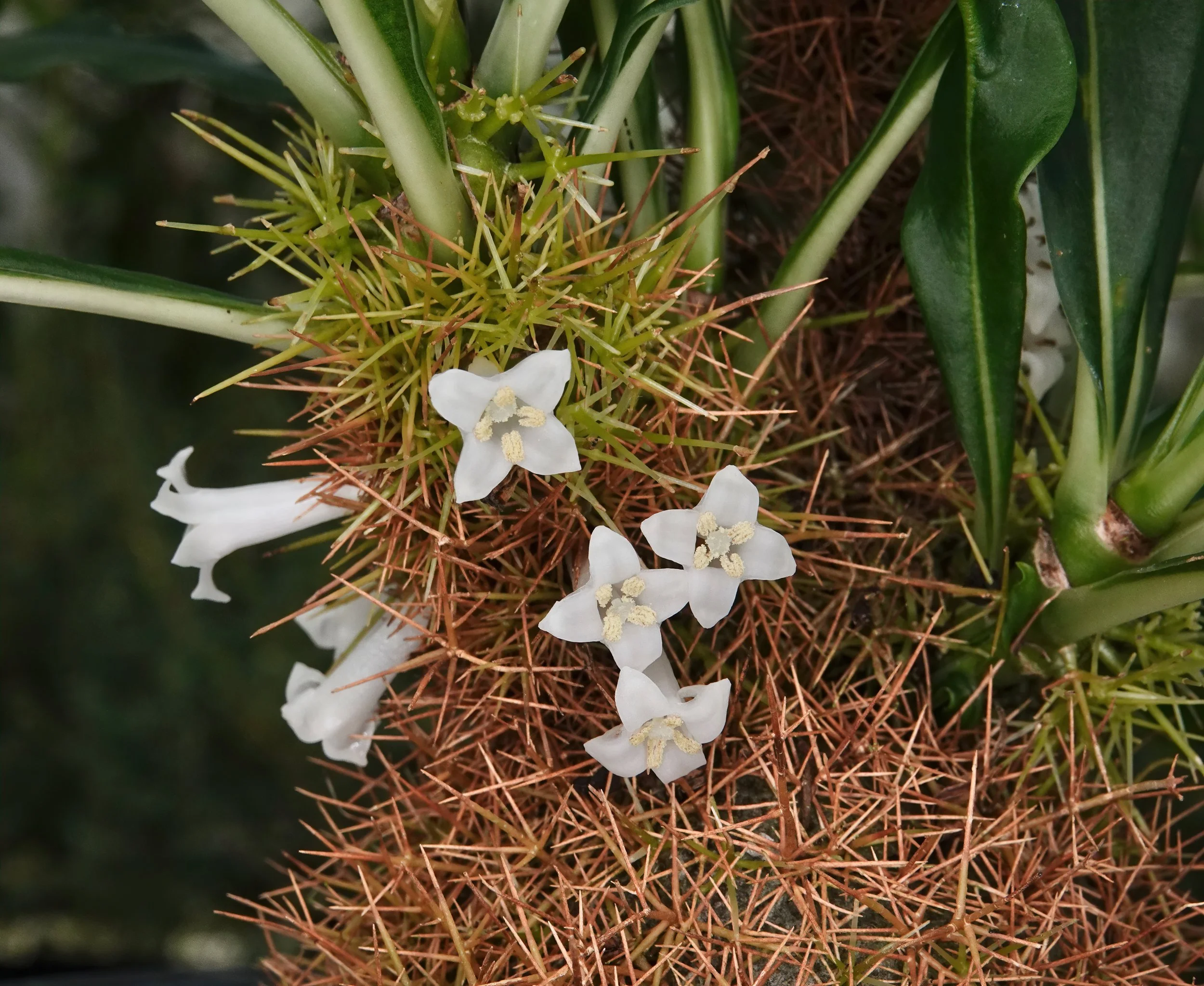 Rare Caudexed Ant Plants Hydnophytinae In Cultivation Exotica Esoterica