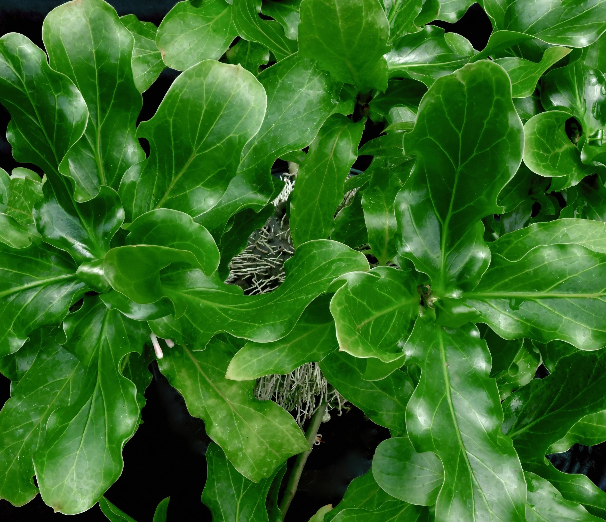 Squamellarias: The Natural History & Cultivation of Fijian Tree ...