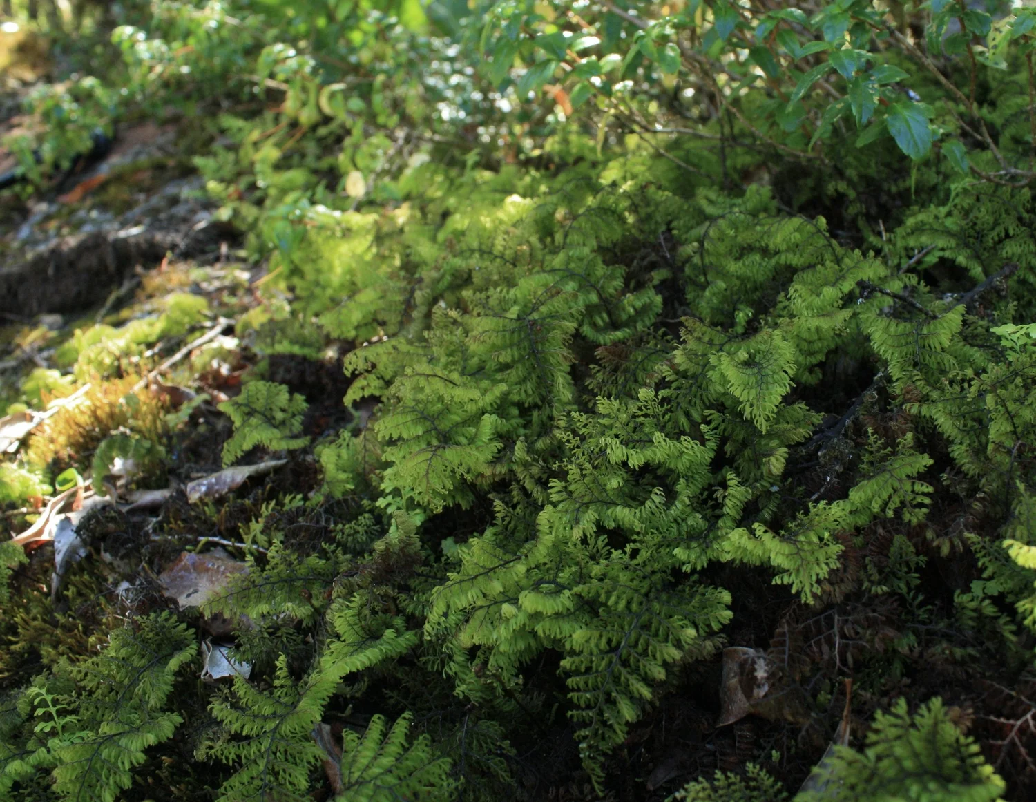 Growing filmy ferns (Hymenophyllaceae: Trichomanes and Hymenophyllum ...
