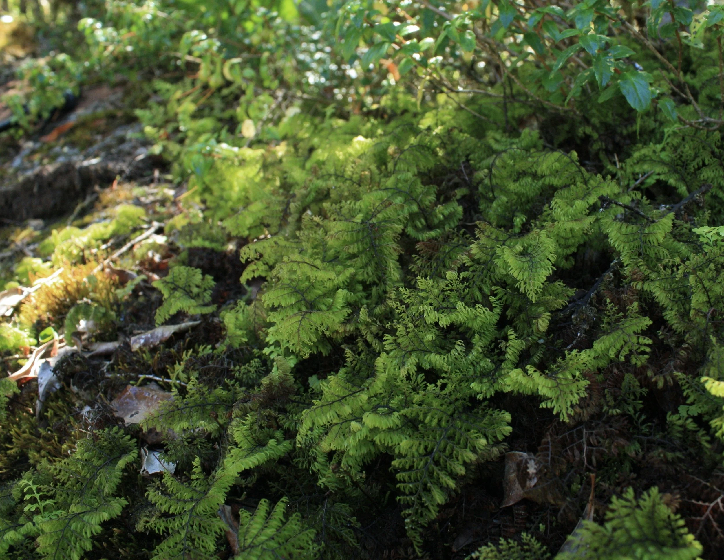 Growing filmy ferns (Hymenophyllaceae: Trichomanes and Hymenophyllum ...