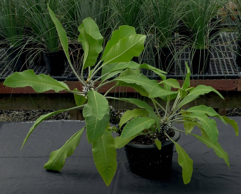 Squamellarias: The Natural History & Cultivation of Fijian Tree ...